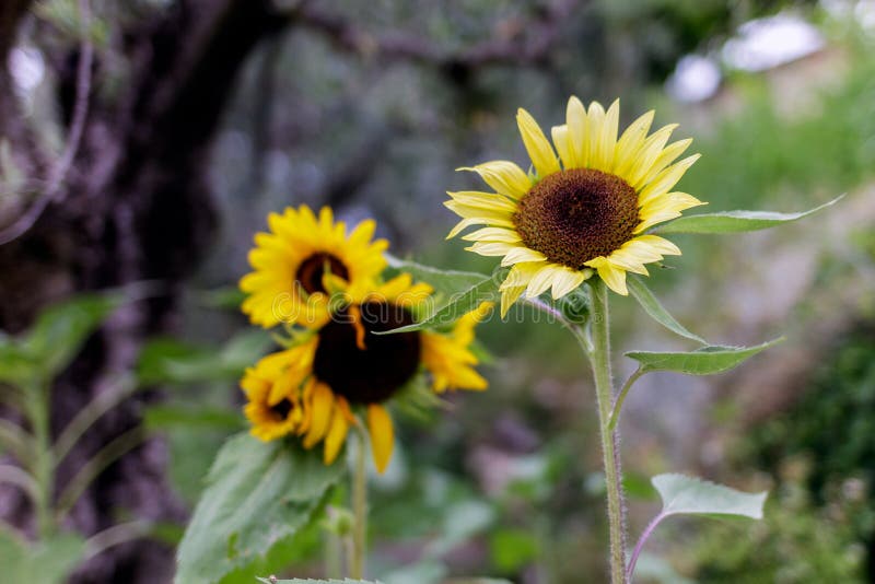 A group of sunflowers stock image. Image of garden, clarity - 223211503