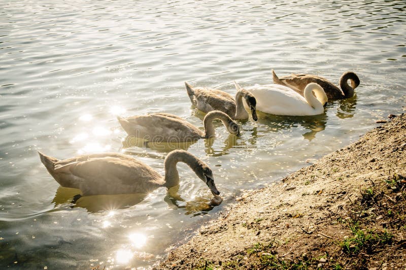Group of swan stock photo. Image of mute, wildlife, bird - 48639848