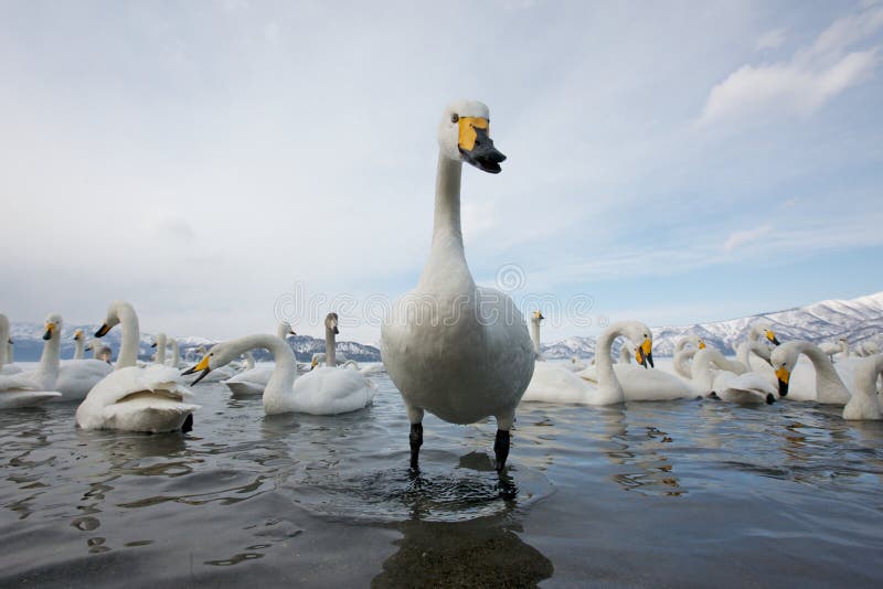 Group of Swans stock photo. Image of water, calm, snow - 18043714
