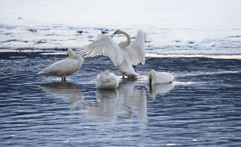 Group of Swans in Evening Light Stock Image - Image of birds, blue ...
