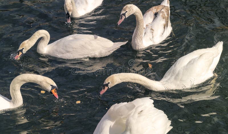 A group of swans stock photo. Image of beak, beautiful - 15347968