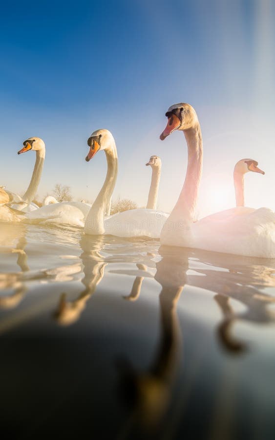 Group of Swans in Evening Light Stock Image - Image of birds, blue ...