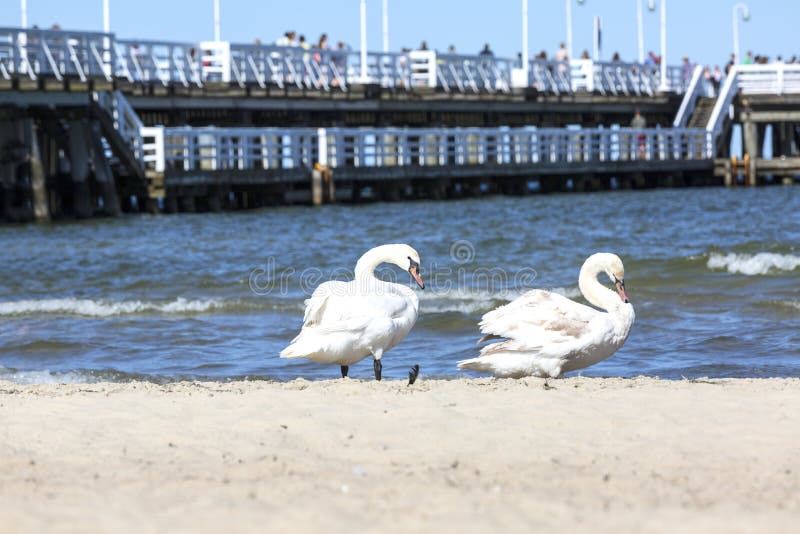 Herd of Swans Flying in Vistula River in Cracow in Stock Photo - Image ...