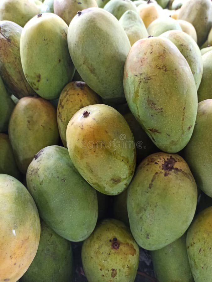 Group Sweet Mango fruits stock image. Image of flower - 204097697