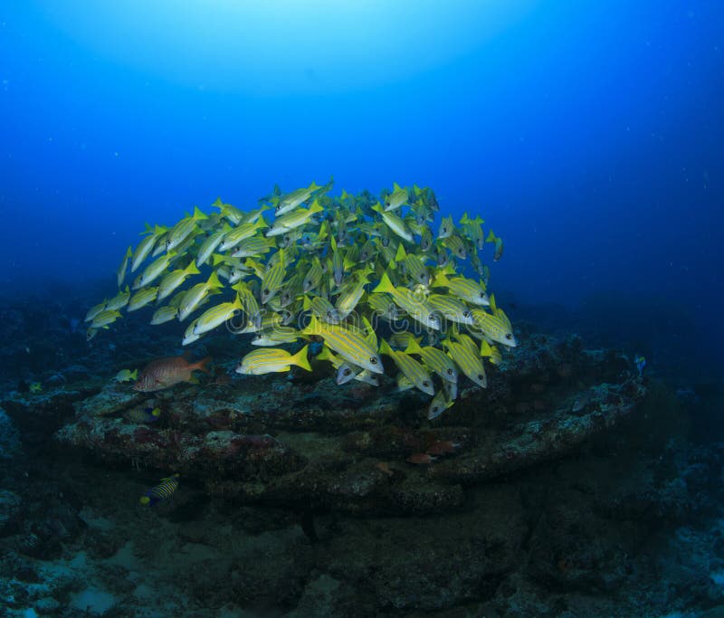 A Group of Sweetlips Pose Close Together on the Reef. Stock Image ...