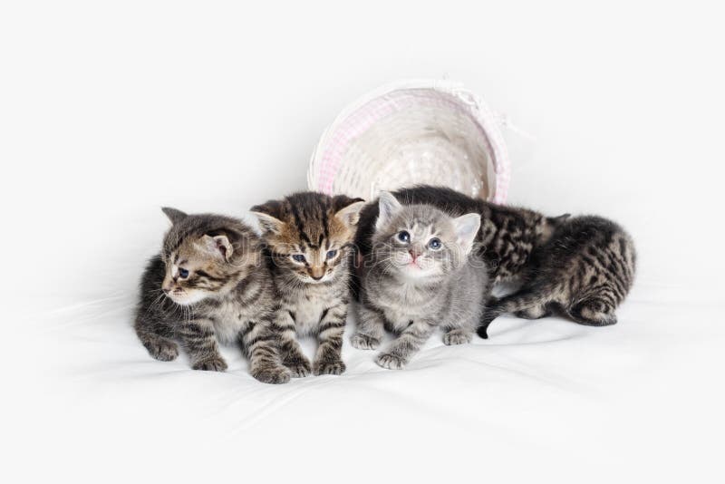 Curious kittens play stock image. Image of small, group - 277027503