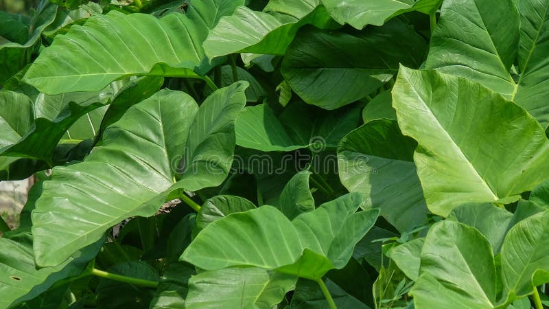 A Group of Talah Leaves with an Abstract Pattern Stock Image - Image of ...