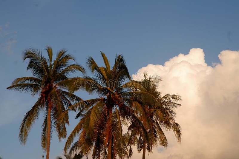 Tall Coconut Trees Against Clear Blue Sky Background Stock Photo ...