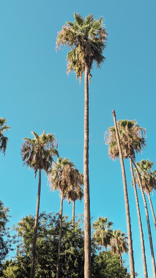 A Group of Tall Palm Trees with Amazing Blue Sky Stock Image - Image of ...