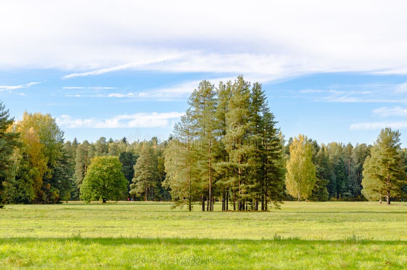 A Group of Tall Pine Trees in a Clearing, Lit by the Rays of the Sun ...