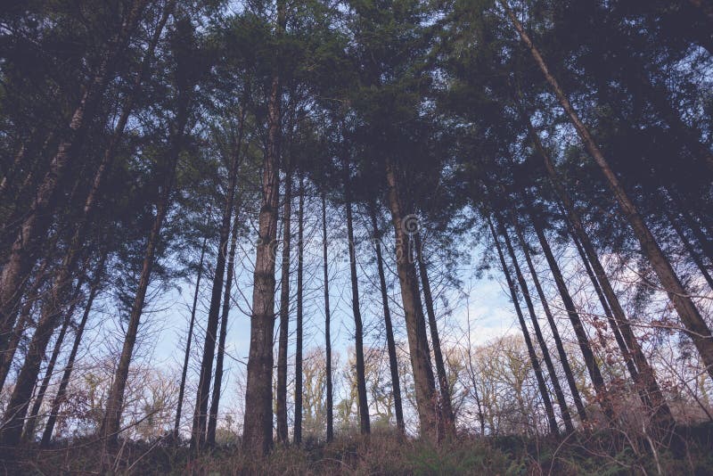 Group of Tall Trees from Below Stock Photo - Image of woods, nature ...