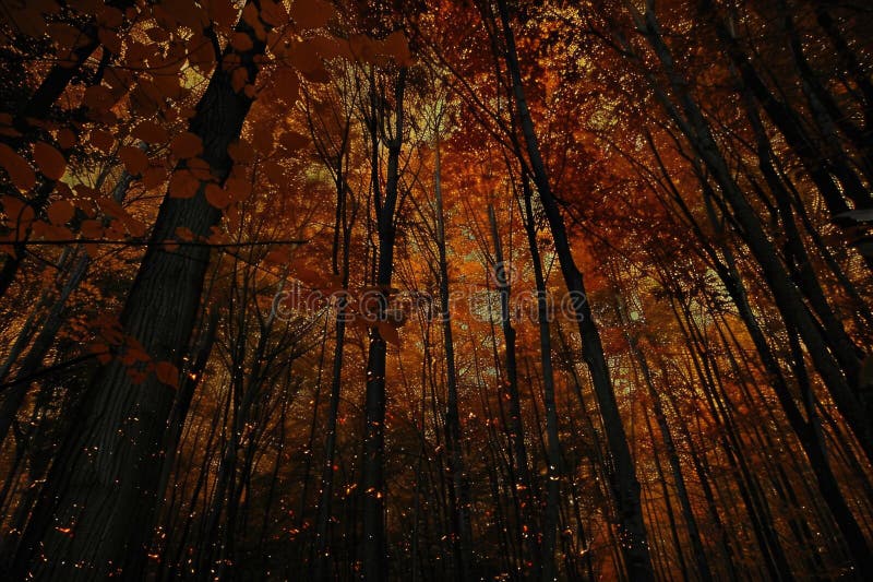 A Group of Tall Trees Standing Together in a Dense Forest Stock Photo ...