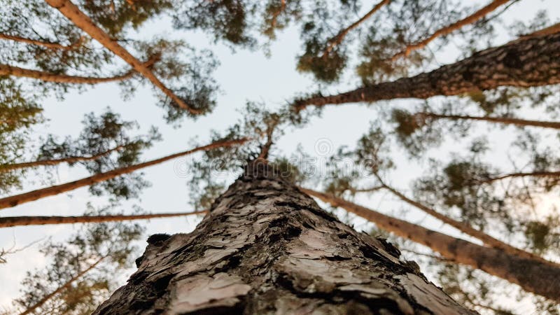 A Group of Tall Trees. View from the Ground Stock Image - Image of ...