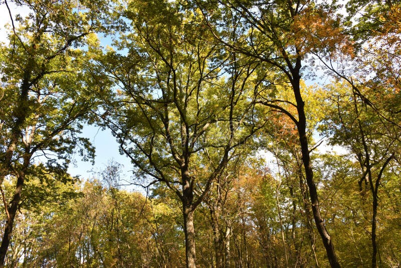 Group of Tall Turkey Oak (Quercus Cerris) Trees Stock Photo - Image of ...