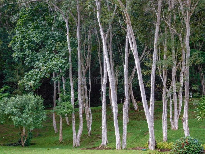 Branchless Trees Stock Photos - Free & Royalty-Free Stock Photos from ...