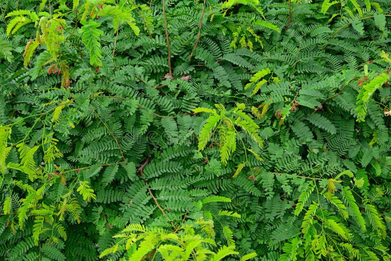 Group of Tamarind Leaves Background, Stock Photo - Image of leaves ...