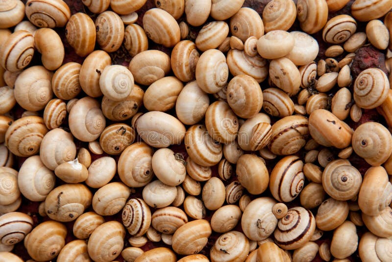 Group of tan snail shells stock image. Image of swirls - 16690979