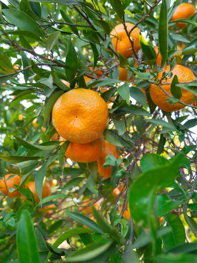 Group of Tangerines Ripe Orange Hanging on a Tree Stock Image - Image ...