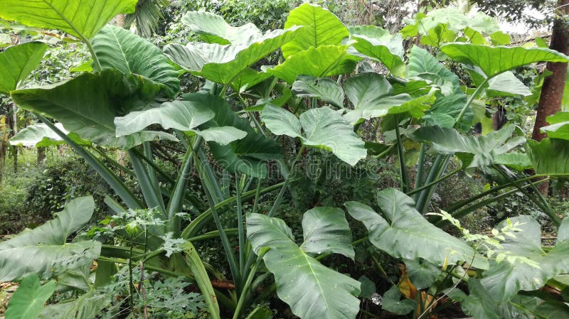 A Group Taro ( Colocasia Gigantea) Plants in the Garden from East Java ... A Group Taro ( Colocasia Gigantea) Plants in the Garden from East Java ...