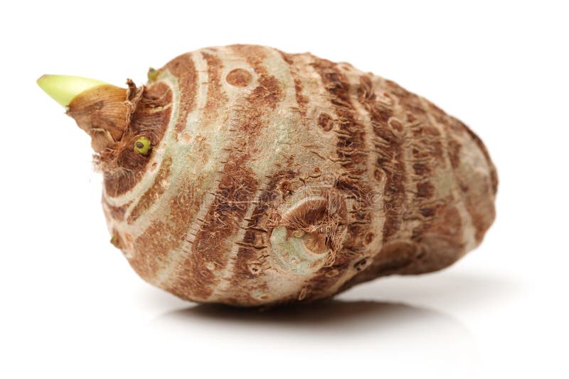 Taro Roots stock photo. Image of white, tuber, taro, ingredients - 6121740