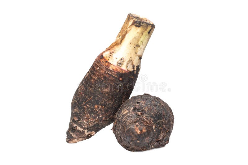 Group of taro roots stock image. Image of isolated, corm - 51468557