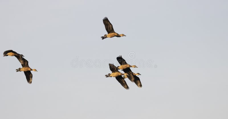 Group of Teal Birds Flying in the Sky Stock Image - Image of flock ...