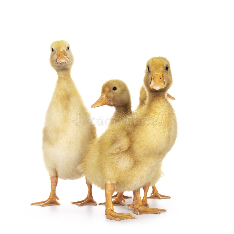 Baby Peking Ducks on White Background Stock Photo - Image of duck, days ...