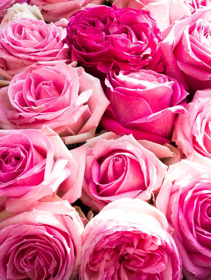 Group of Ten Pink Roses in Bloom Stock Photo - Image of flower ...