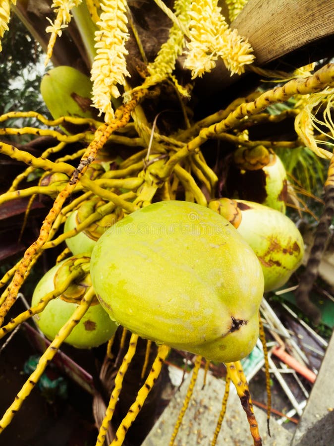 Tender Coconuts Group in a Coconut Tree and View from Top. Stock Photo ...