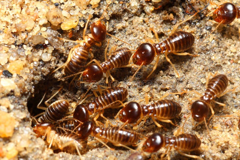 Group of termite stock photo. Image of wood, group, insecta - 20038692