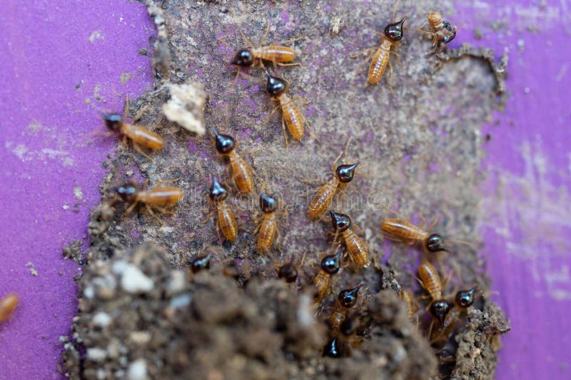 Group of Termite Insect on Wall Stock Image - Image of insects, close ...