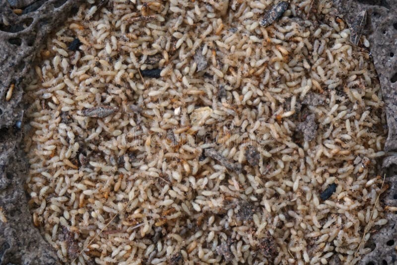 Group of termite stock image. Image of nature, black - 61788795