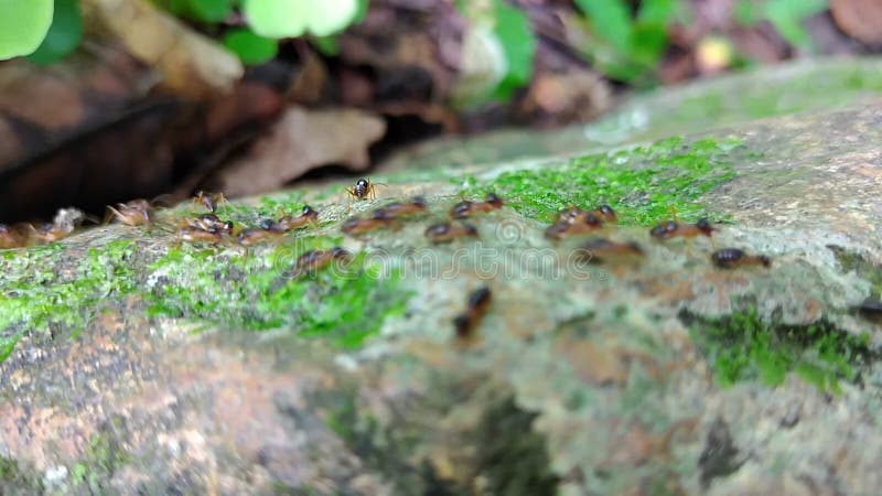Group of Termite Walking on Rock with Moss Stock Video - Video of group ...