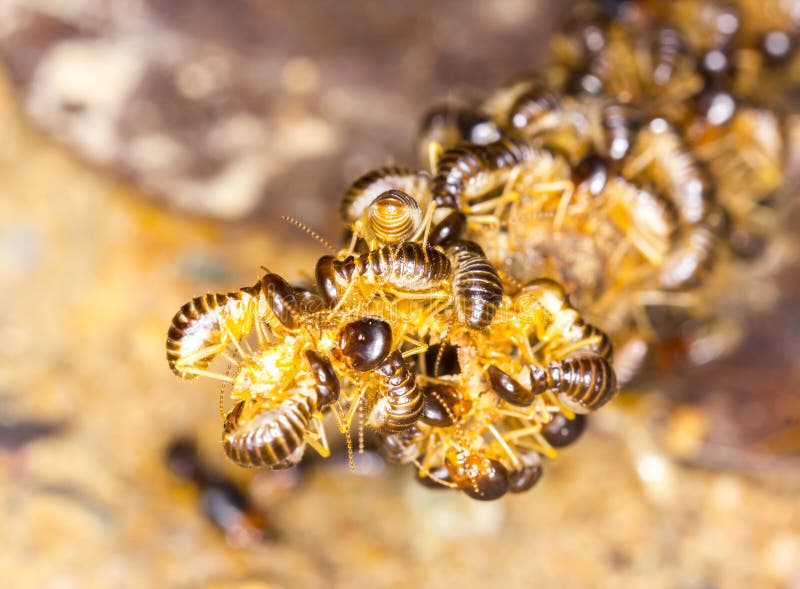 Group of termite stock photo. Image of termite, wood - 36867896
