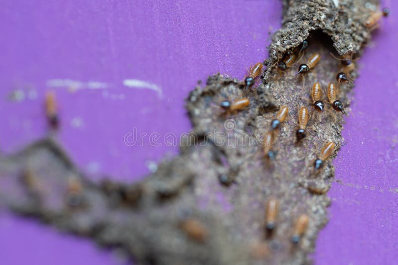 Group of termites stock photo. Image of structure, swarmer - 268219826