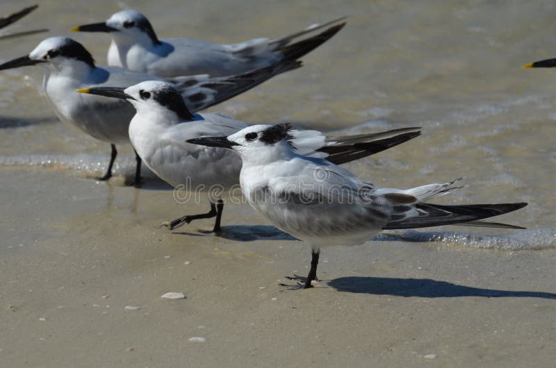Group of Terns Standing Along the Beach Stock Image - Image of bird ...