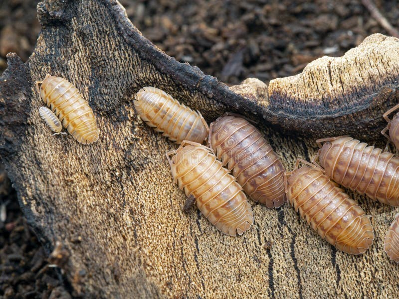 Terrestrial Sow Bug, Porcellio Laevis, Dairy Cow Colour Stock Photo ...