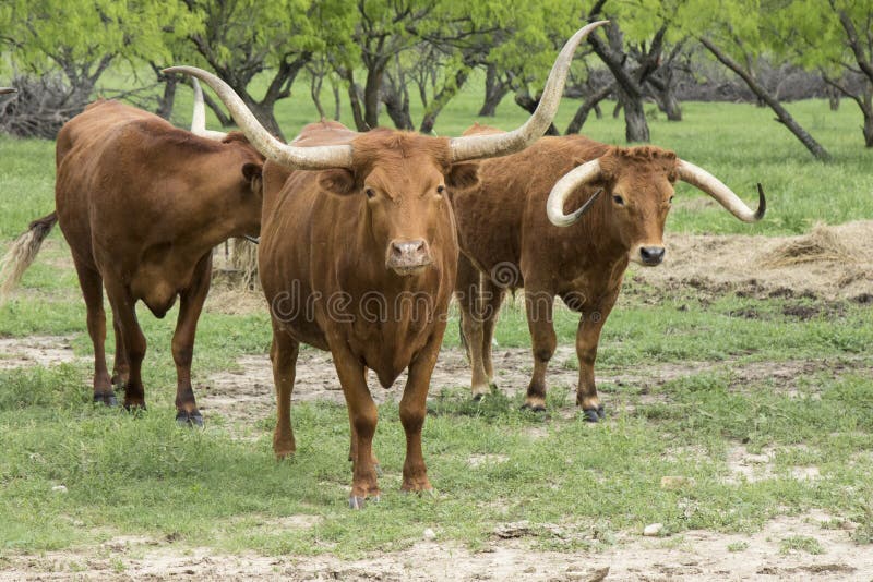 A Big Texas Longhorn Steer Grazing In A Pasture With Wildflowers ...