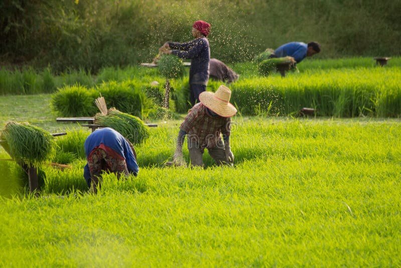 Group of Thai Farmers Work in Rice Field Stock Image - Image of farm ...