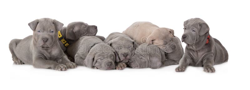 Group of Thai Ridgeback Puppies Stock Photo - Image of sleeping, mammal ...
