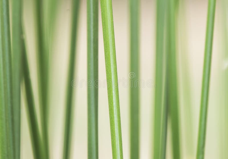 Group of Thin and Blurred Reeds Stock Photo - Image of growth, grunge ...