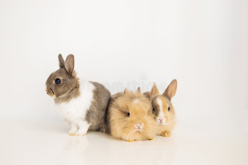 Group of Three Baby Rabbits Isolated on White Background with Copy ...