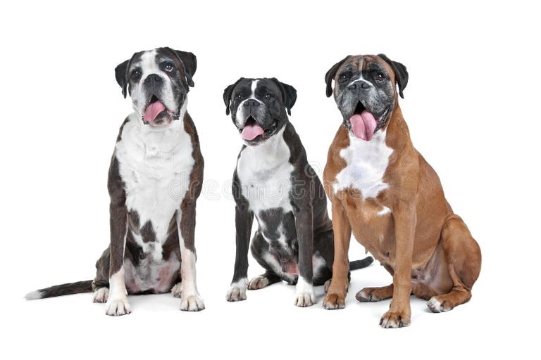 3,372 Boxer Dogs Stock Photos - Free & Royalty-Free Stock Photos from ...