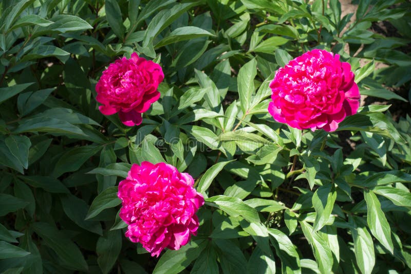 Group of Three Pink Peony Flowers Stock Photo - Image of flower, bright ...