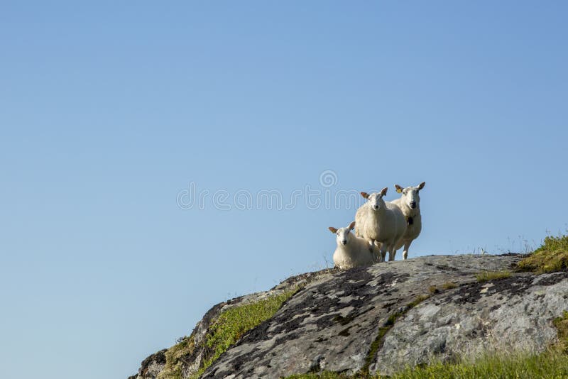 Group of Three Cute and Curious White Sheep on the Edge of a Rock Stock ...