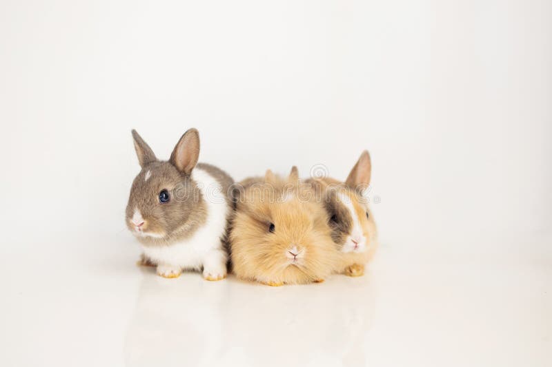 Group of Three Baby Rabbits Isolated on White Background with Copy ...