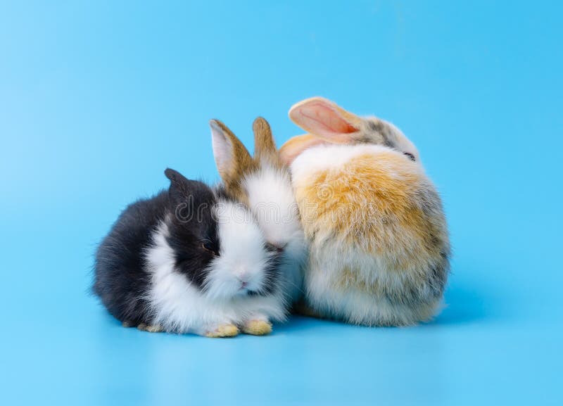 Group of Three Cute Young Rabbit Sitting on Blue Background Stock Image ...