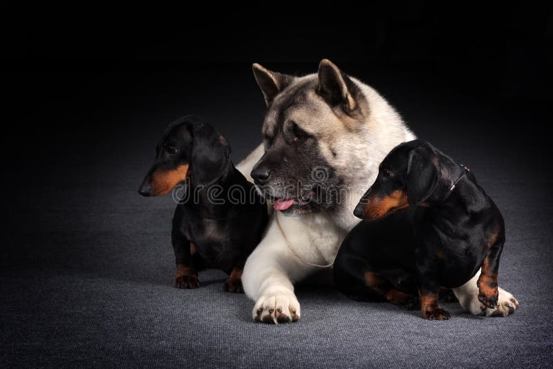 Group of Three Dogs Looking Synchronously in One Direction Stock Photo ...