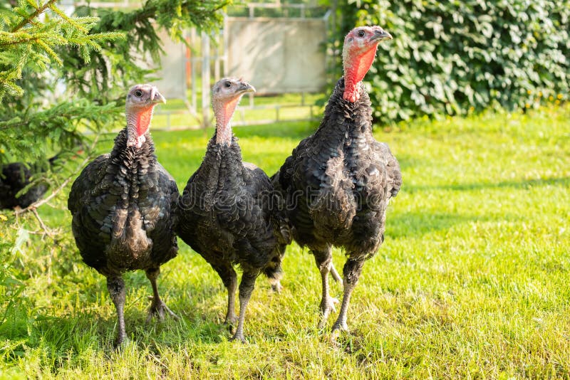 Group of Three Domestic Turkeys Walking in Yard Stock Photo - Image of ...