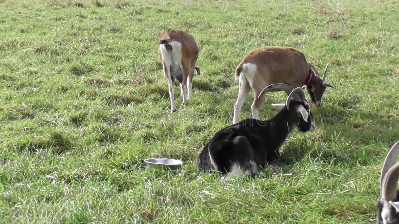 Group of Three Goats in a Field within a Woods Devon 2024 Stock Photo ...